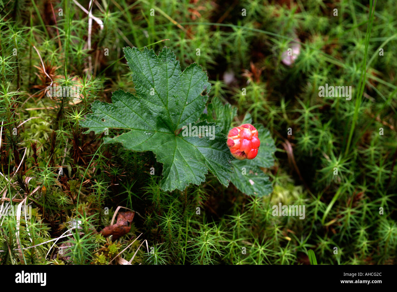 CLOUDBERRY Rubus chamaemorus Stock Photo - Alamy