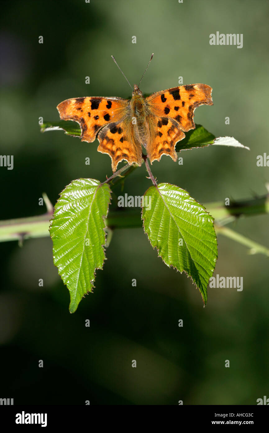 COMMA BUTTERFLY Polygonia c album Stock Photo - Alamy