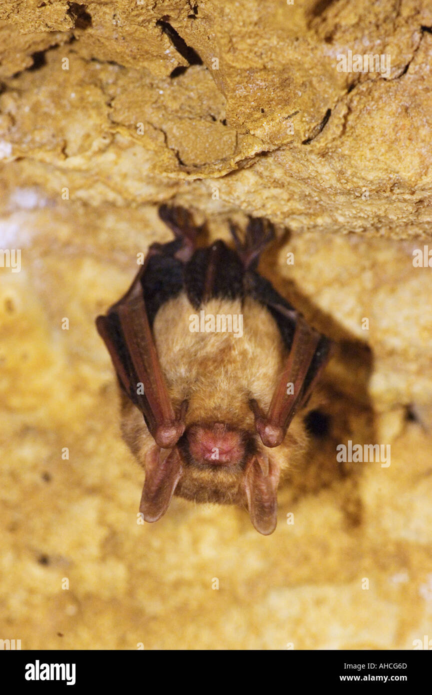 Little brown bat myotis lucifugus hi-res stock photography and images ...