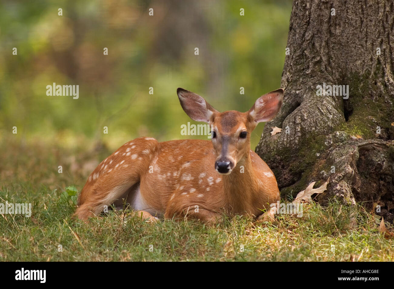 White tailed Deer Odocoileus virginianus Fawn Bedded Down Beside Tree ...