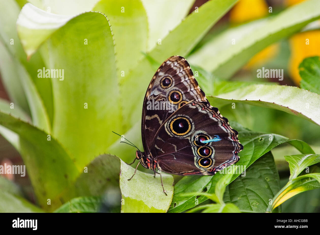 Blue Morpho Butterfly Morpho peleides limpida Stock Photo - Alamy