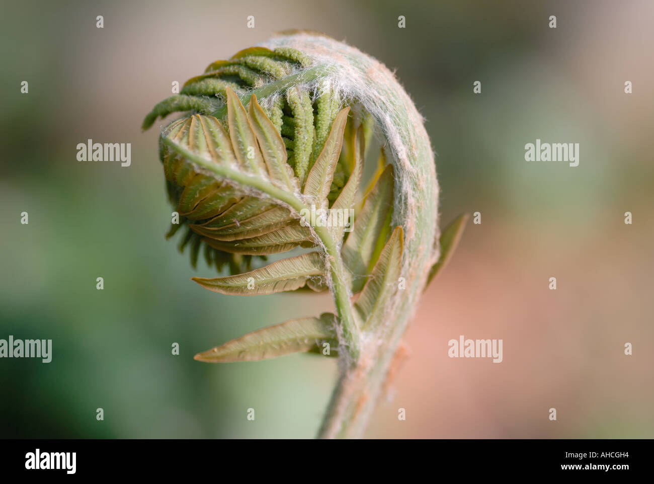 An uncoiling shoot of Royal Fern Osmunda regalis in spring Bedgebury ...