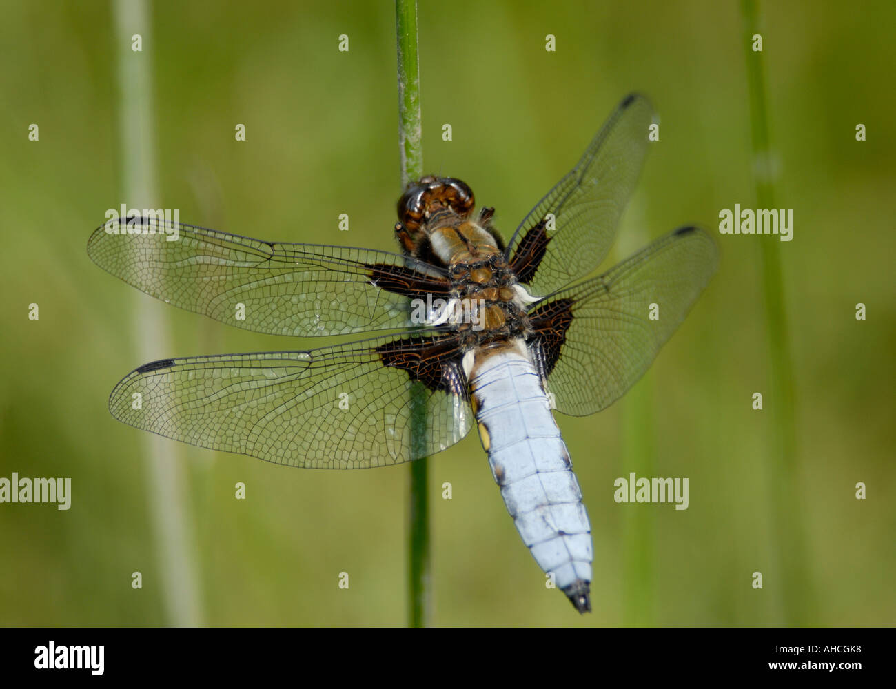 A bright blue male broad bodied chaser Libellula depressa dragonfly ...