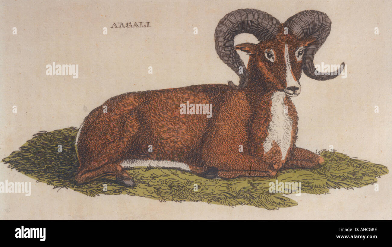 Argali hi-res stock photography and images - Alamy