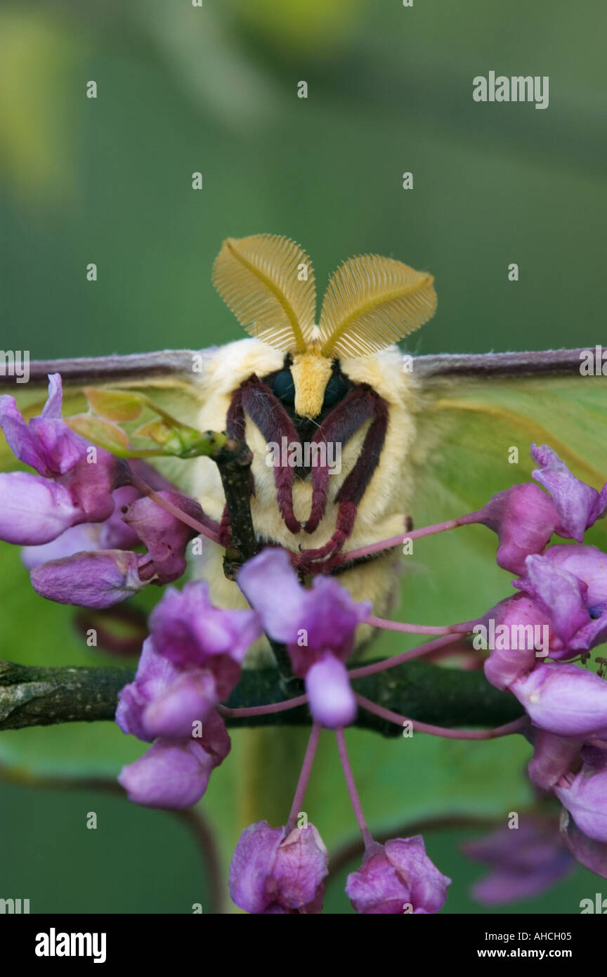 Kentucky moth hi-res stock photography and images - Alamy