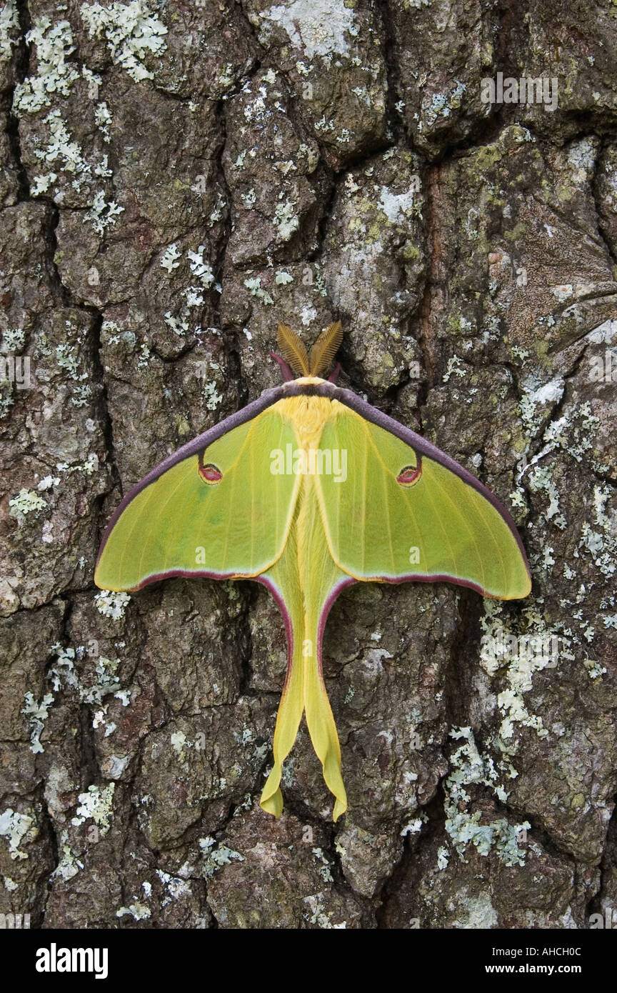 Kentucky moth hi-res stock photography and images - Alamy