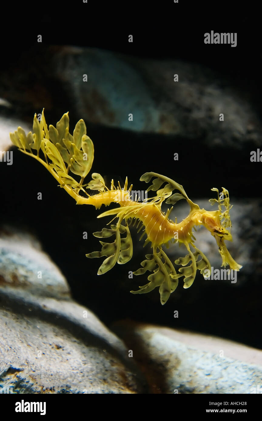 Leafy Seadragon Phycodurus eques Stock Photo - Alamy