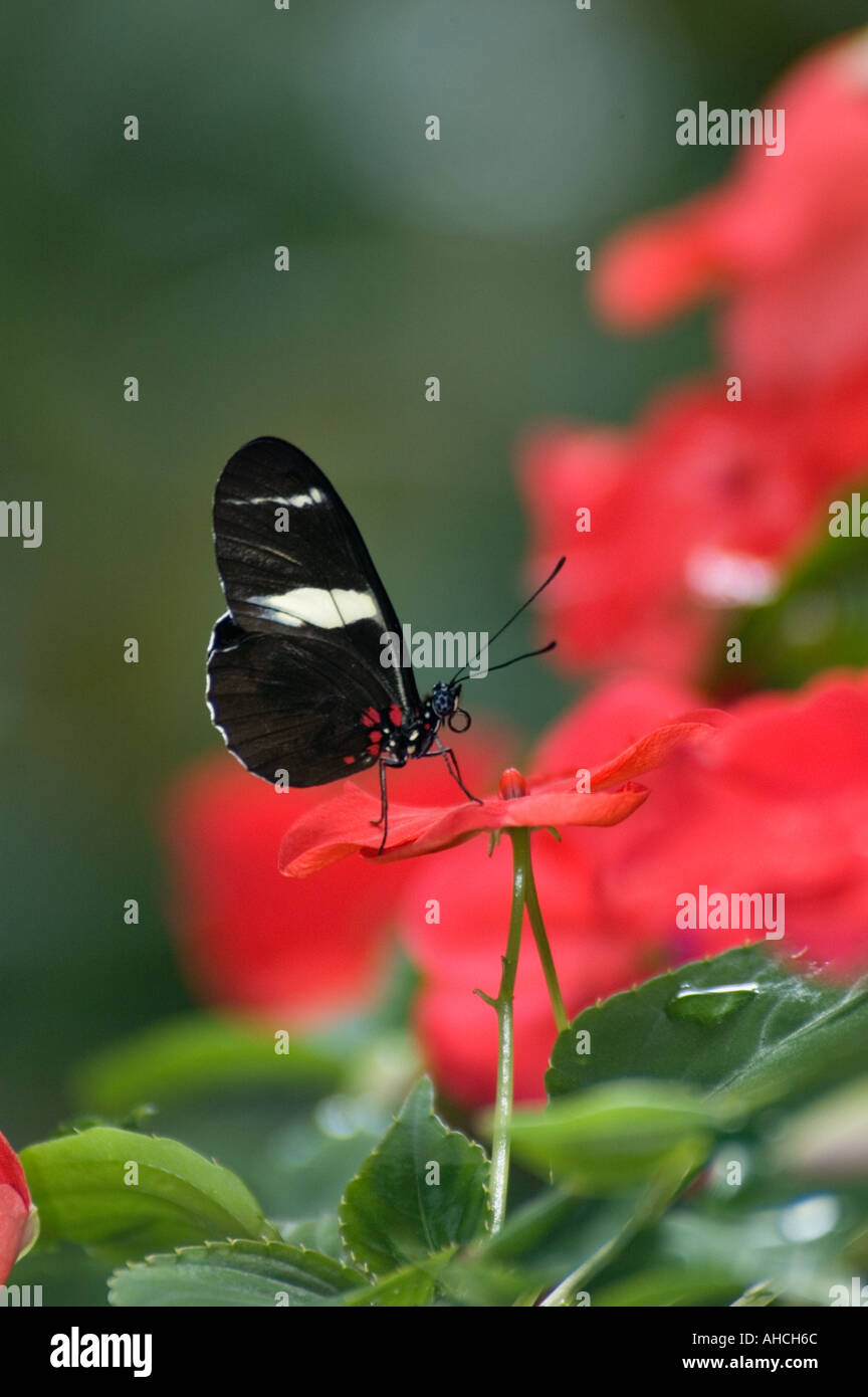 Small Postman Butterfly Heliconius erato Stock Photo - Alamy