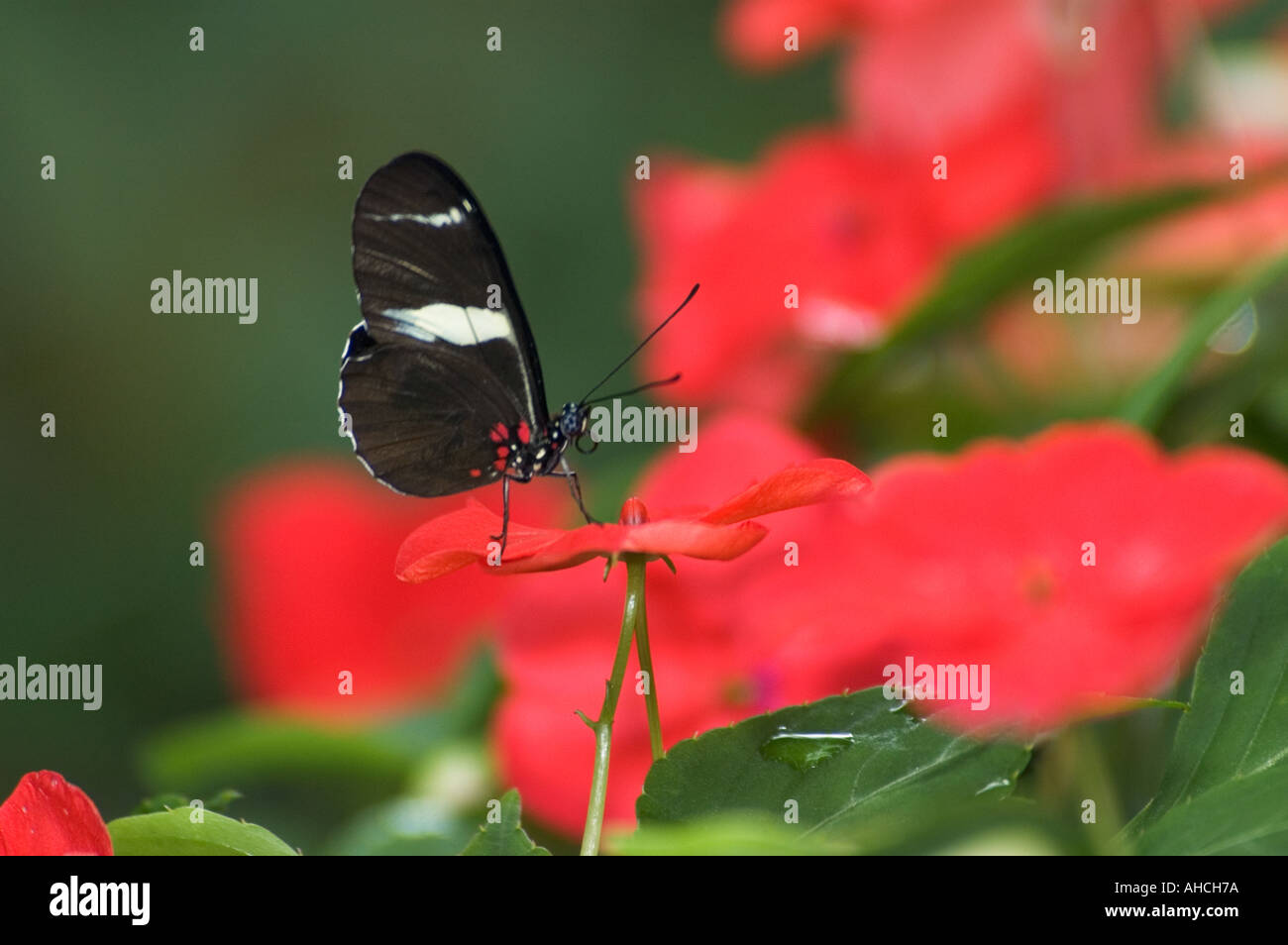Small Postman Butterfly Heliconius erato Stock Photo - Alamy