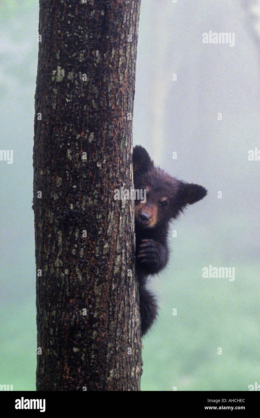 Black Bear Ursus americanus Cub In Tree Near Blue Ridge Parkway North ...