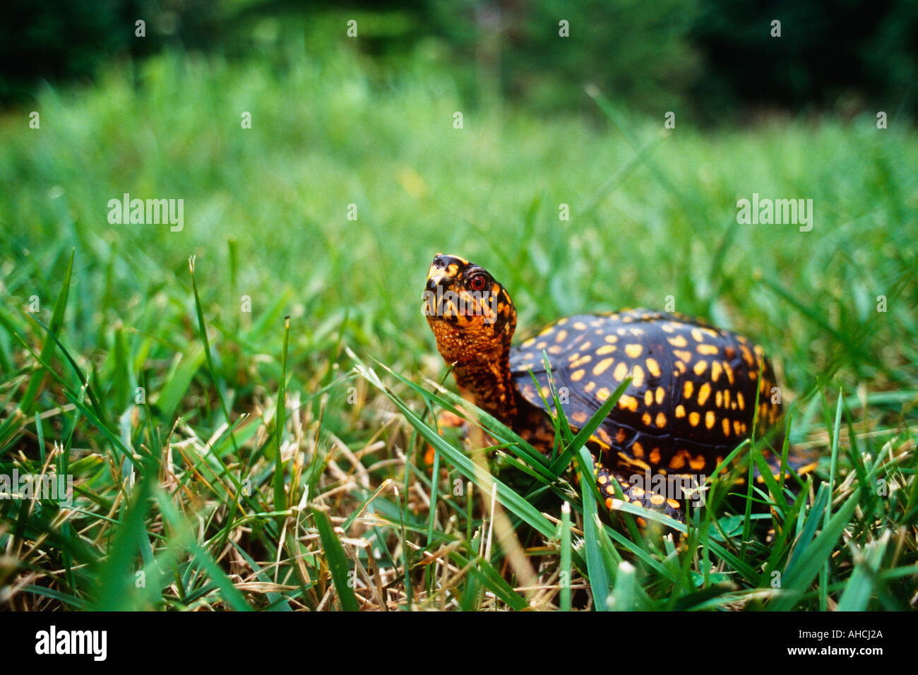 Home box turtle hi-res stock photography and images - Alamy