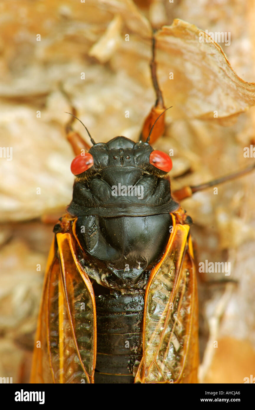 17 year cicada hi-res stock photography and images - Alamy