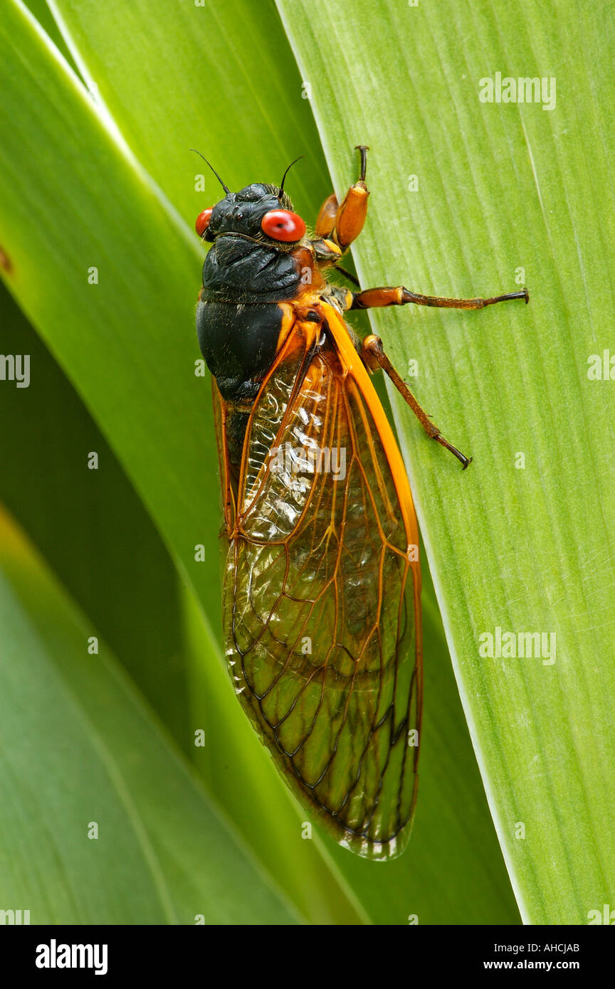 17 year cicada hi-res stock photography and images - Alamy