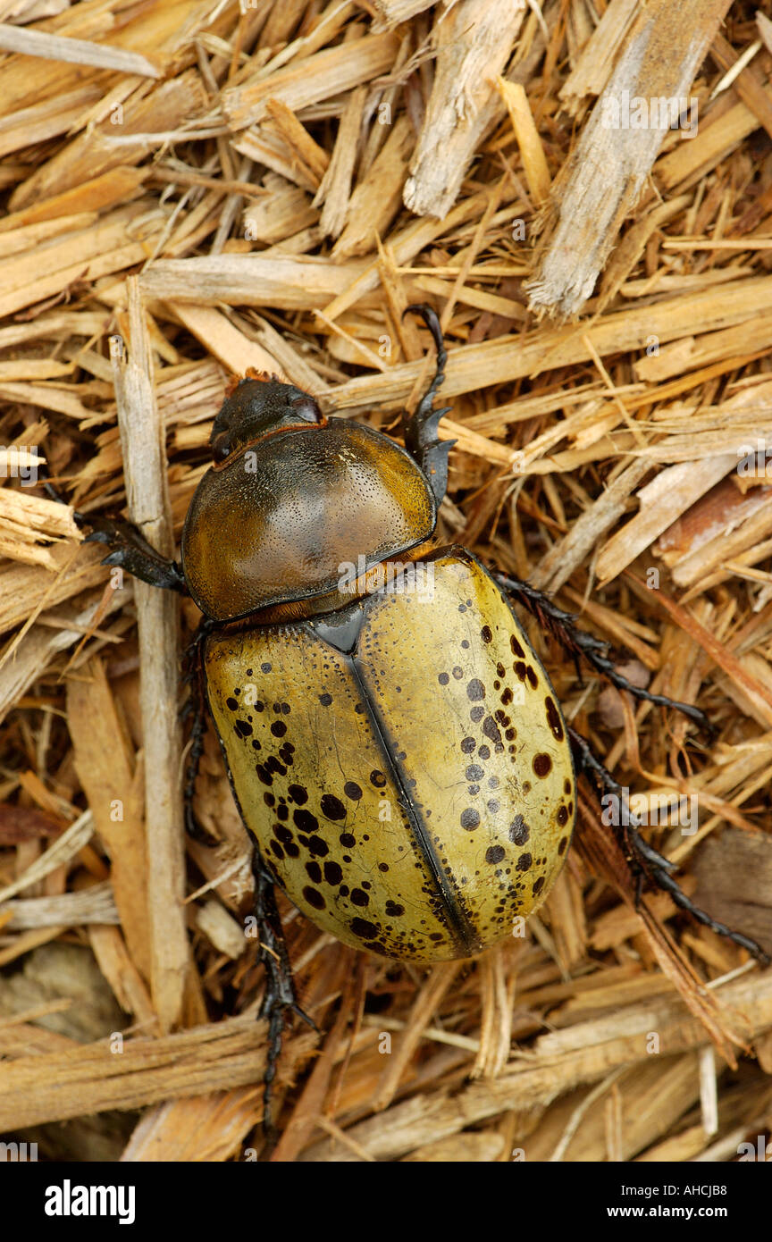 Large Beetle Floyd Co Indiana Stock Photo - Alamy