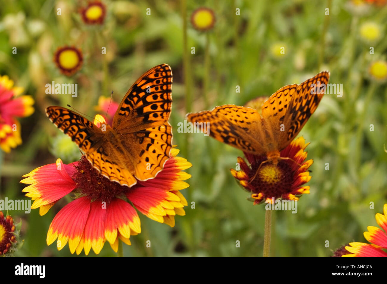 Great Spangled Fritillary Speyeria cybele on Indian Blanket Flower ...