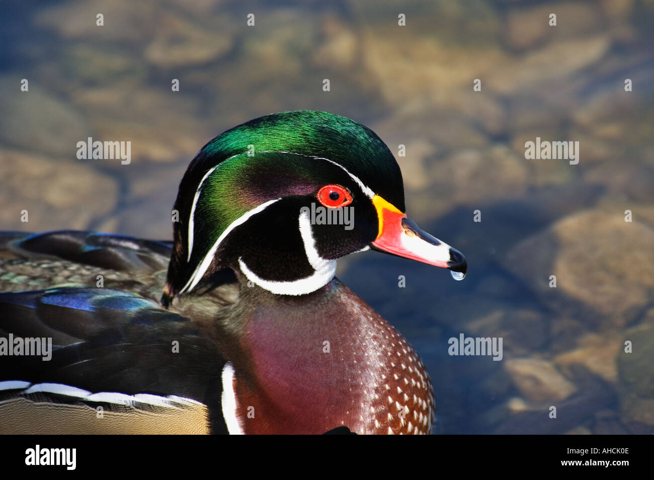 Wood Duck Aix sponsa Male Stock Photo - Alamy