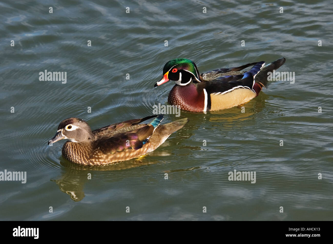 Wood Duck Aix sponsa Male Female Stock Photo - Alamy