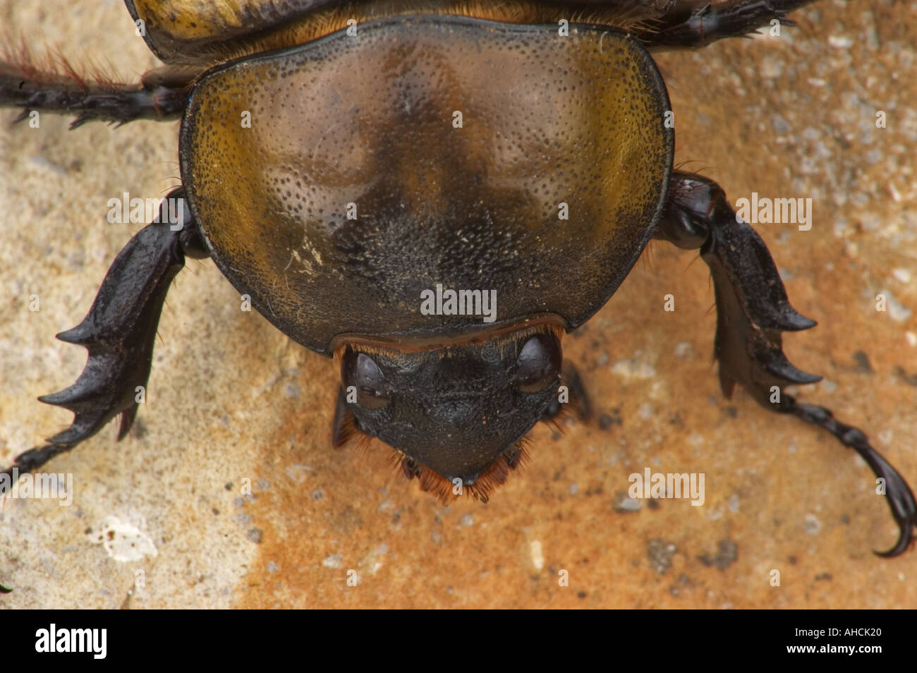 Large scarab beetle hi-res stock photography and images - Alamy