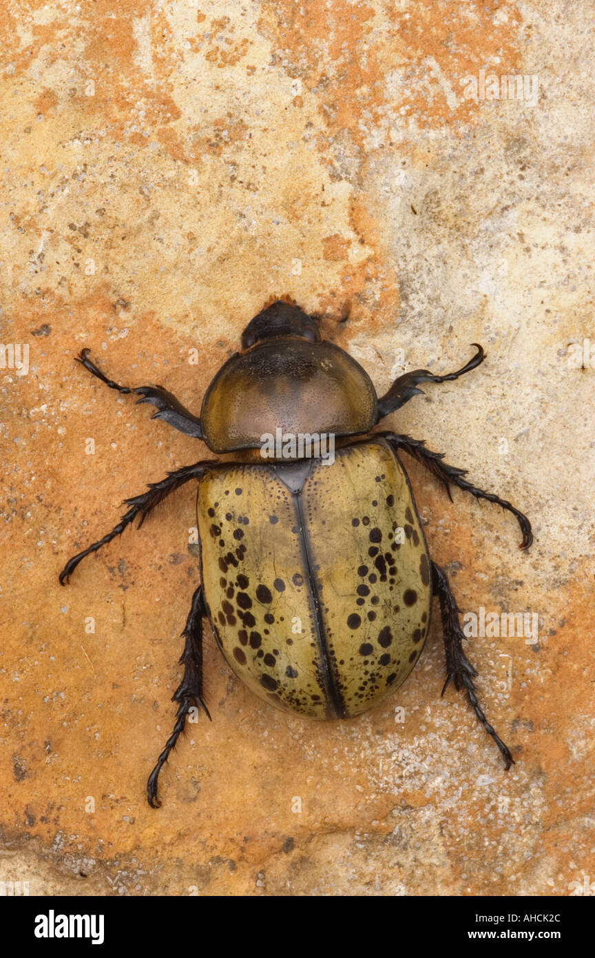 Large Scarab Beetle Southern Indiana Stock Photo - Alamy