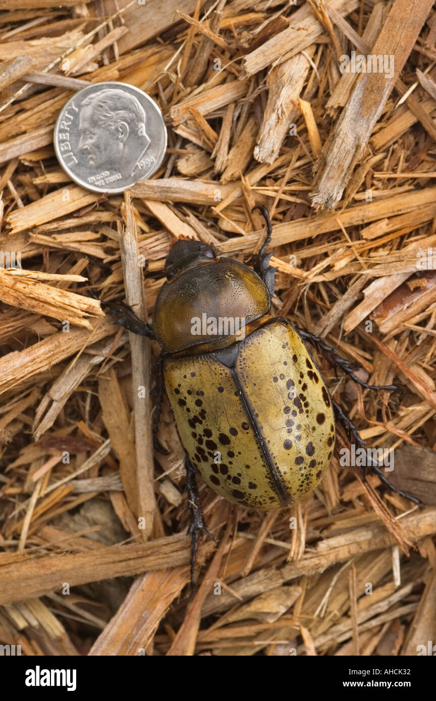 Large Scarab Beetle with Dime to Show Size Southern Indiana Stock Photo ...