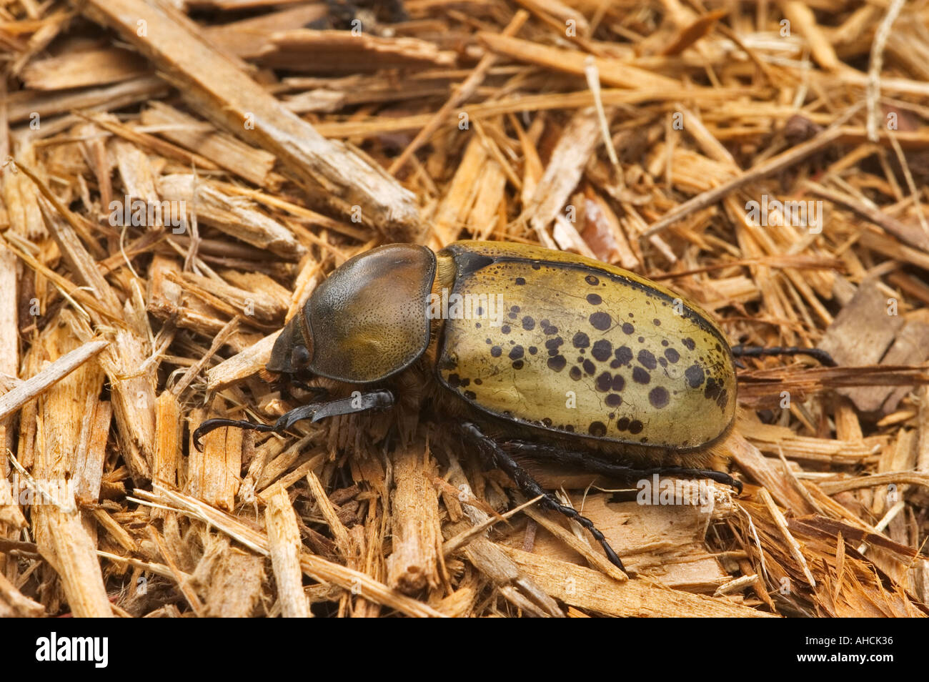 Large Scarab Beetle Southern Indiana Stock Photo - Alamy