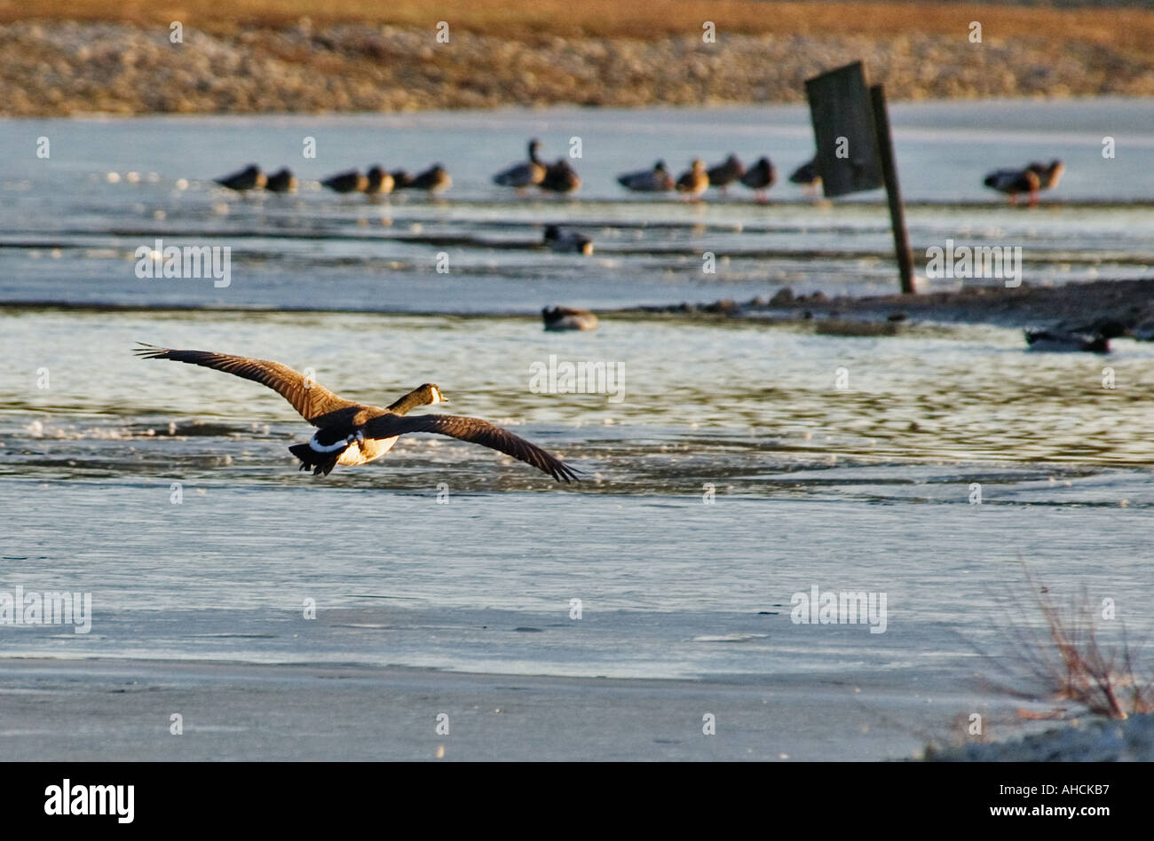 Wood duck box hi-res stock photography and images - Alamy