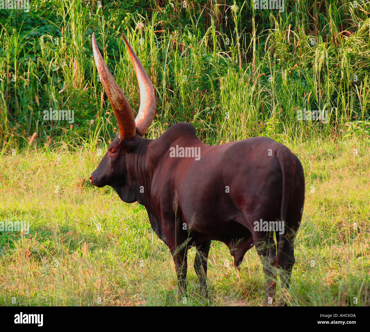 Indigenous Cattle Breed Stock Photo - Alamy