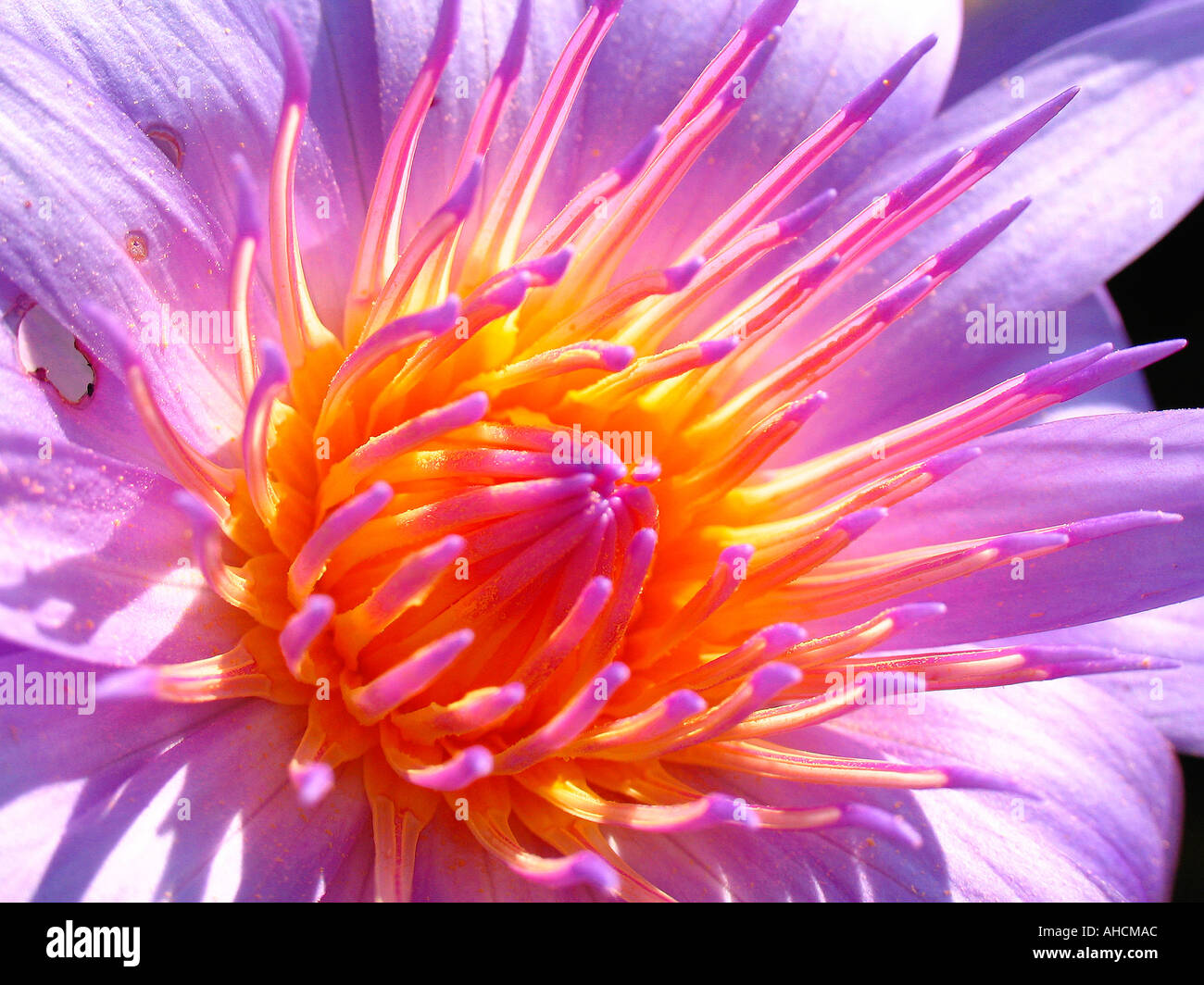 Dissolve inflorescence hi-res stock photography and images - Alamy