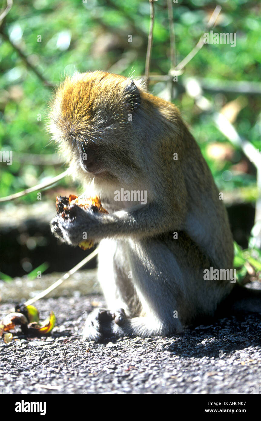 Monkey eating fruit hi-res stock photography and images - Alamy