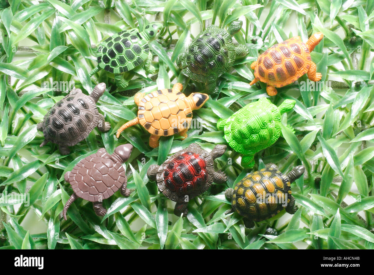 Tortoises and terrapins hi-res stock photography and images - Alamy
