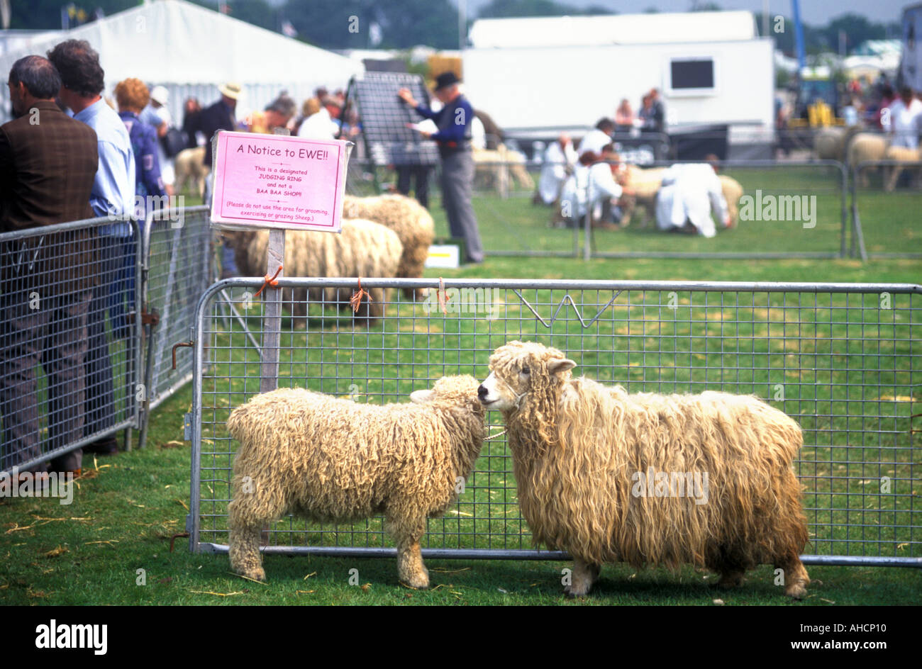Show animal farm sheep hi-res stock photography and images - Alamy