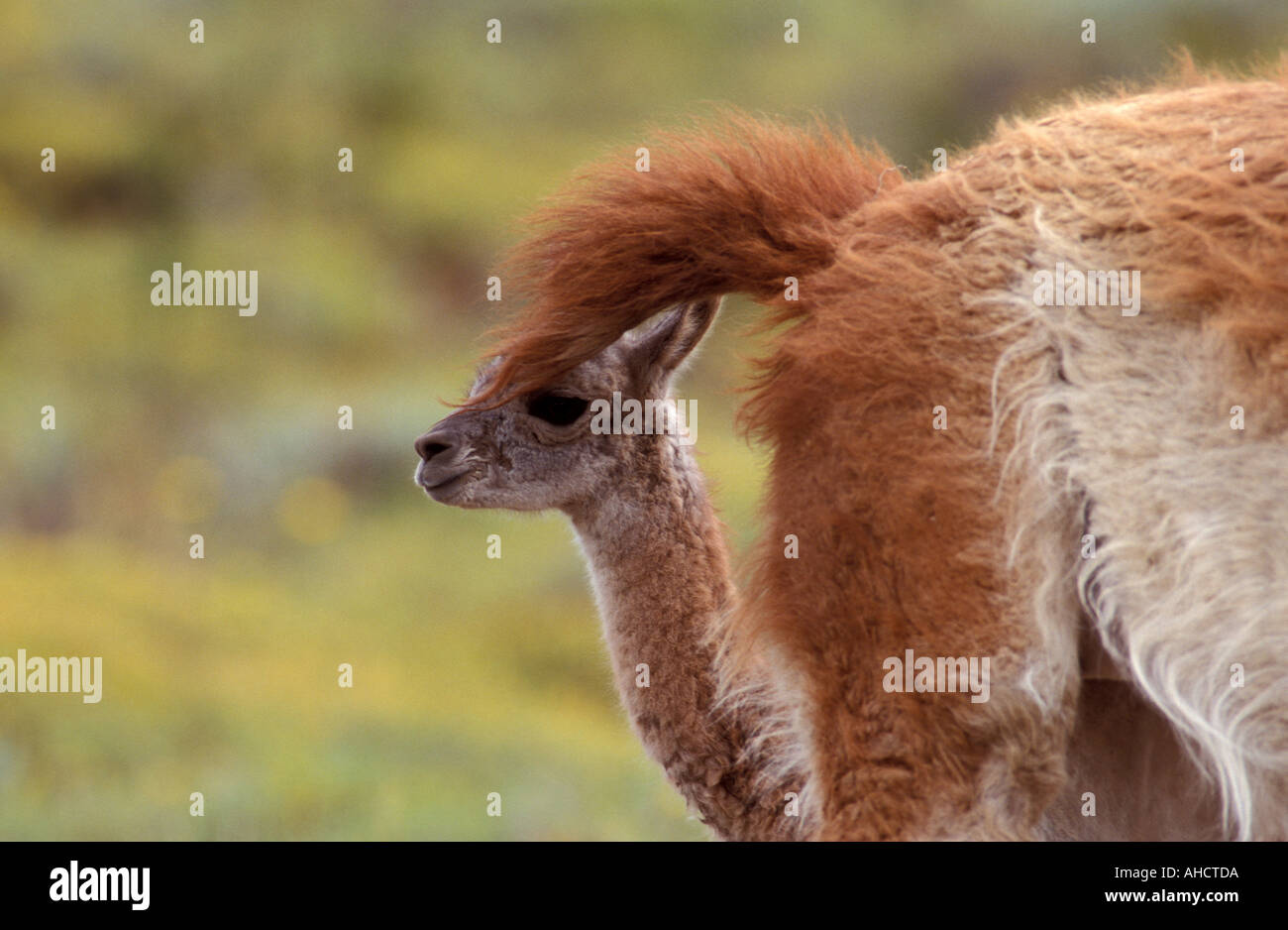 Baby guanaco del paine national hi-res stock photography and images - Alamy