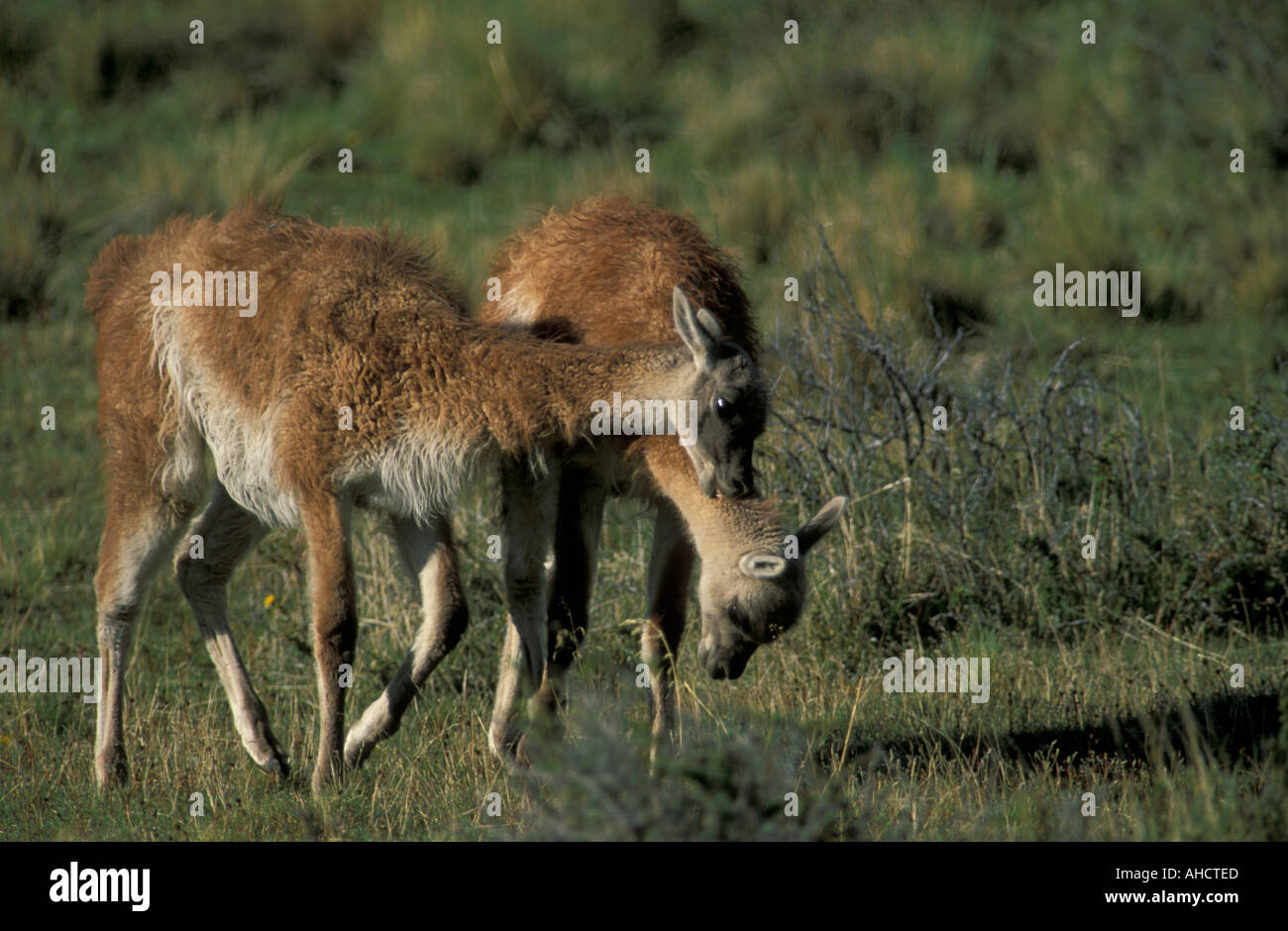 Young Guanacos play fighting Stock Photo - Alamy
