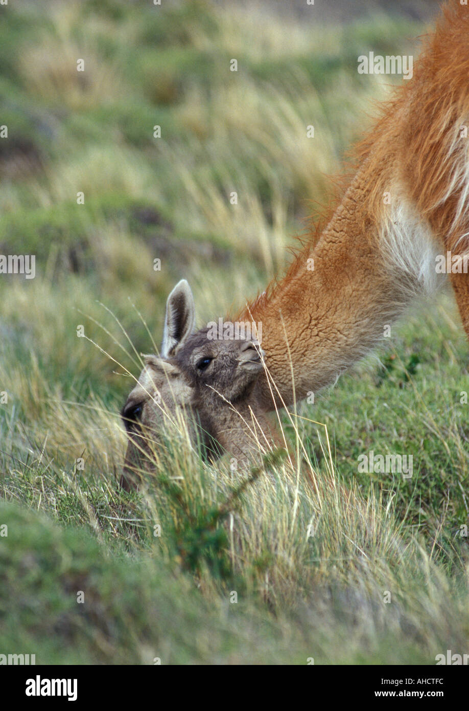 Female Guanaco smelling newborn foal Stock Photo - Alamy