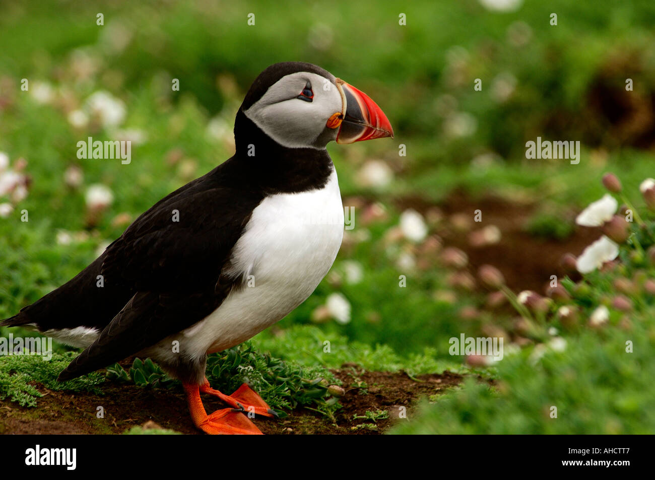 Single Atlantic Puffin Fratercula arctica standing by its burrow side ...