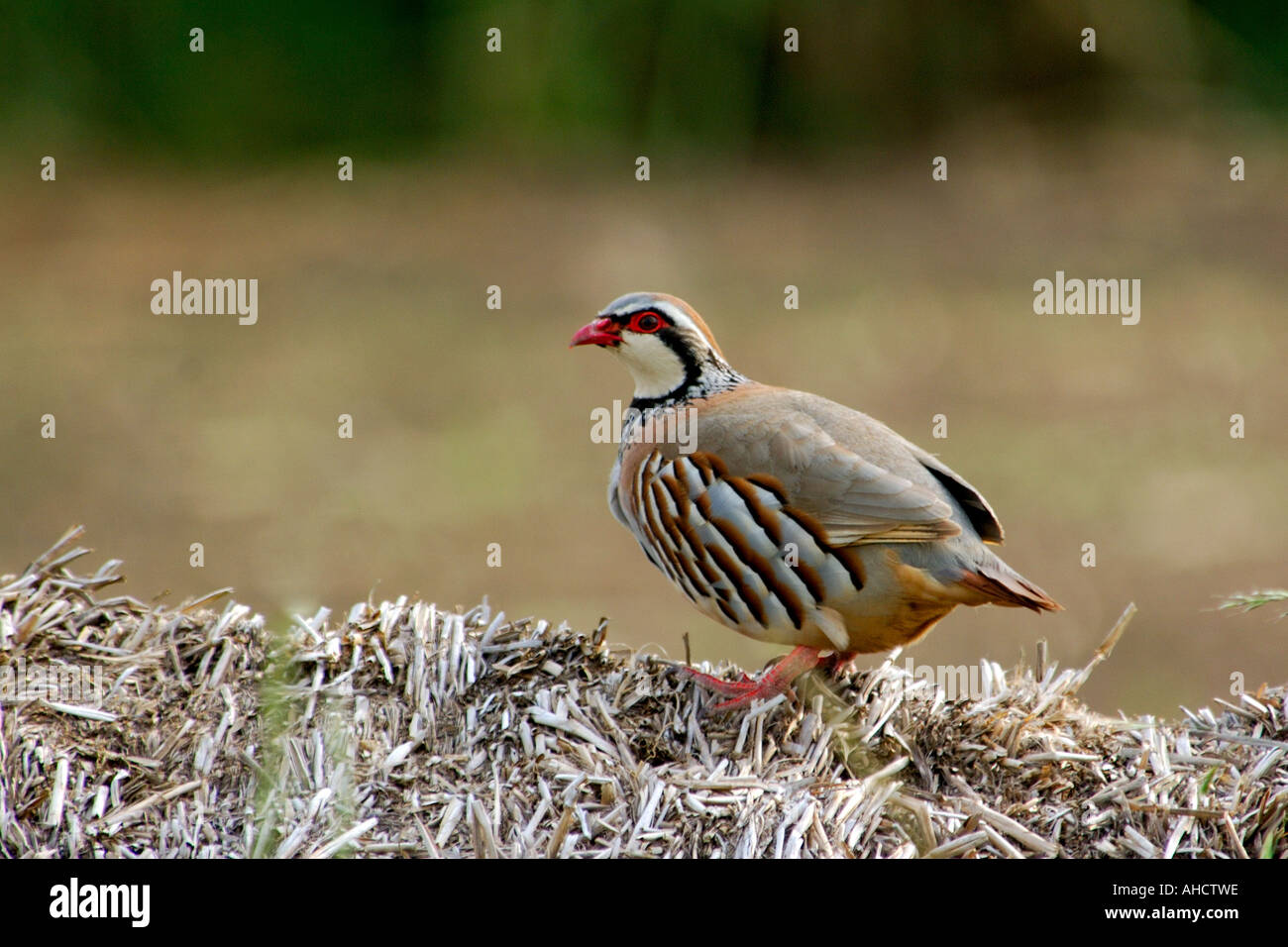 Red Legged Partridge Alectoris rufa standing on a haybale with good ...