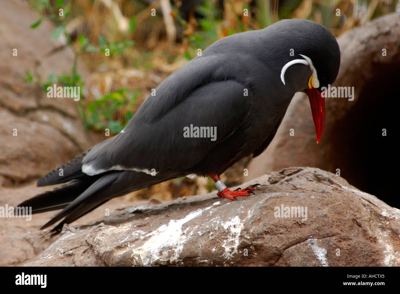 Side profile full body portrait of an Inca Tern Larosterna inca on a ...