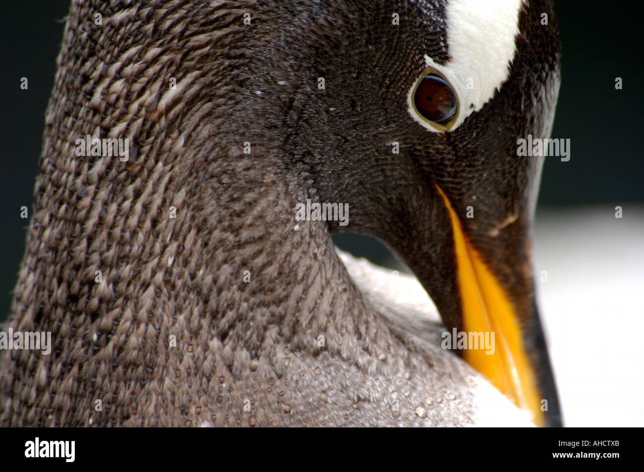 Penguin staring camera hi-res stock photography and images - Alamy