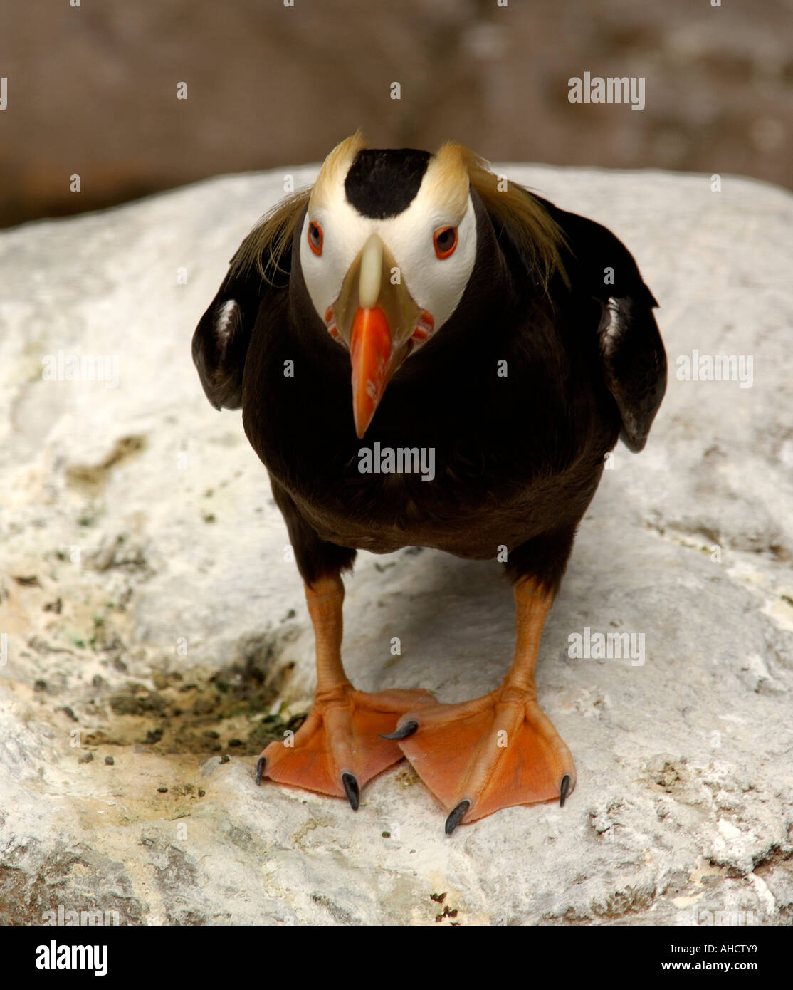 Tufted Puffin Fratercula cirrhata standing on a cliff face crouching ...