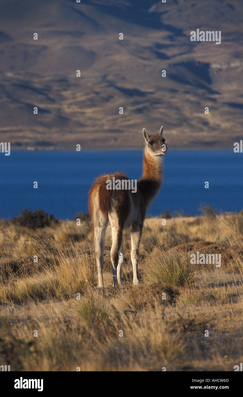 Guanaco grazing close torres del hi-res stock photography and images ...