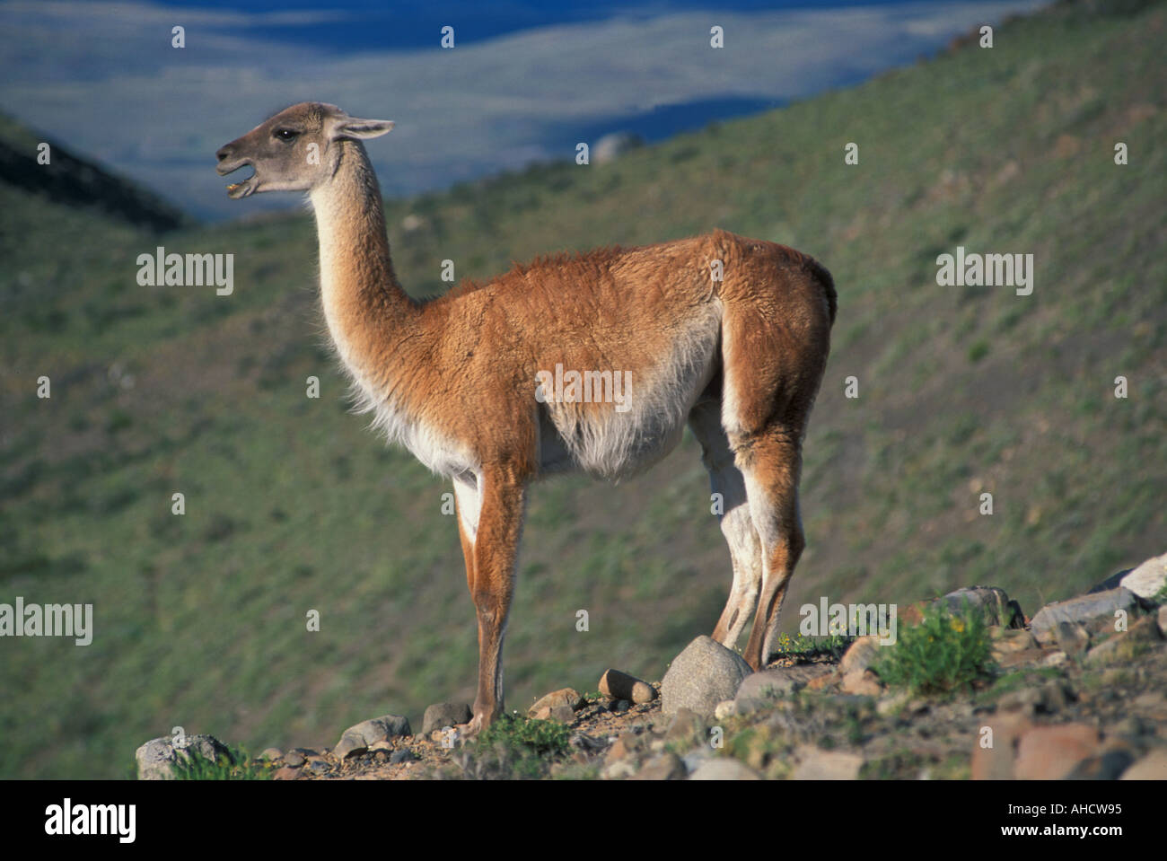 Adult Guanaco standing on ridge, Torres del Paine national park, Chile ...