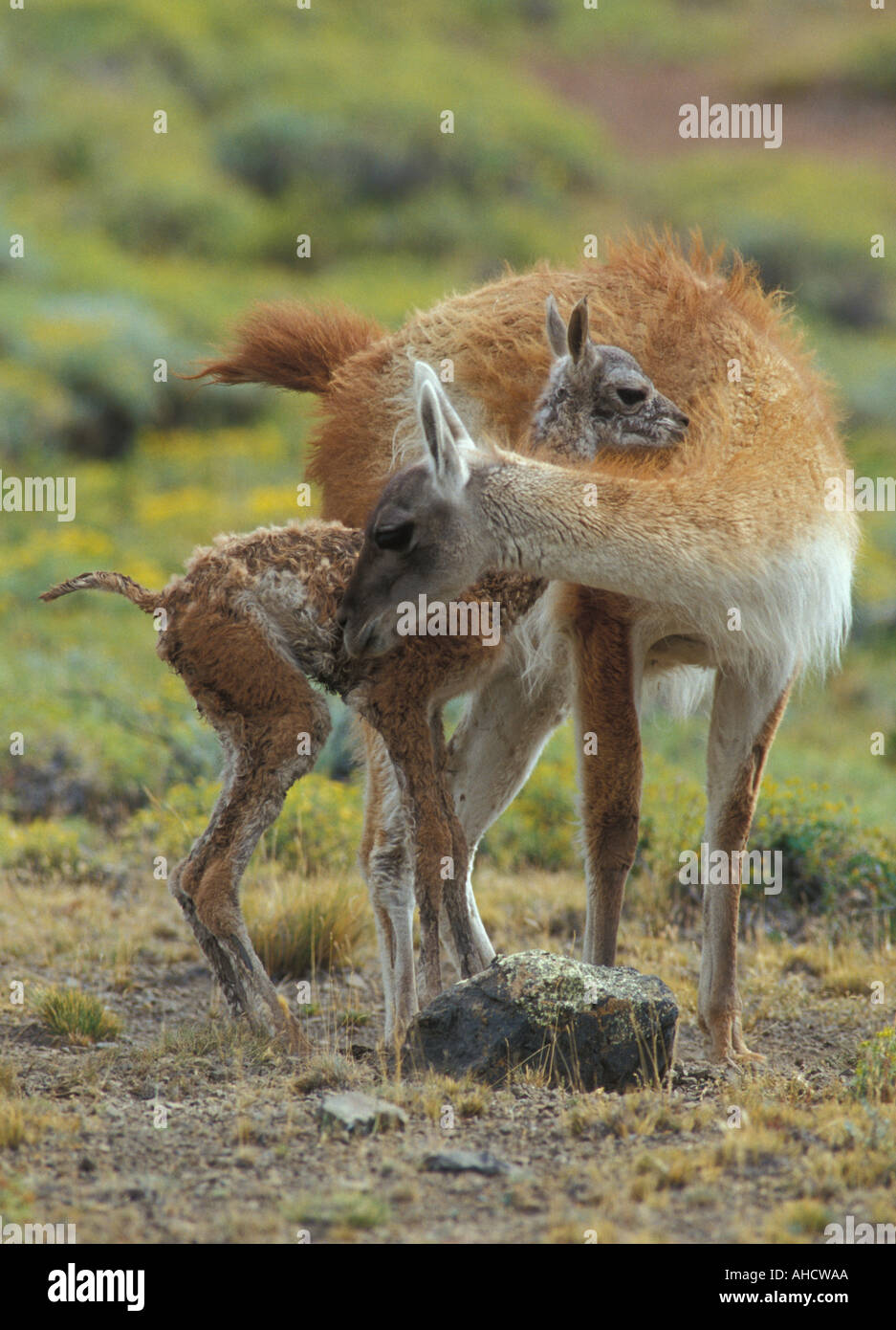 Female Guanaco cleaning newborn calf,Torres del Paine national park ...