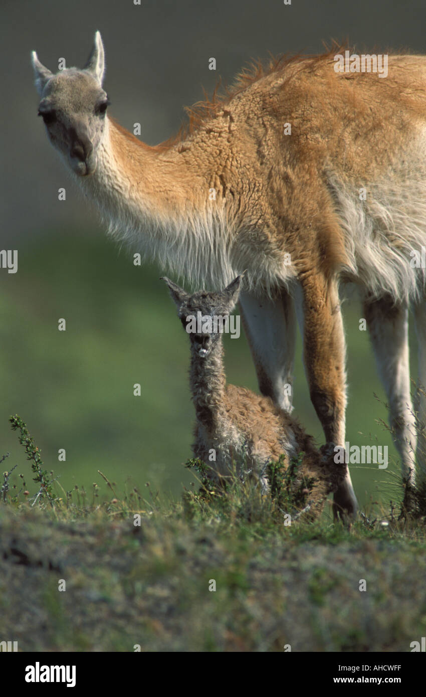 Foal first steps hi-res stock photography and images - Alamy