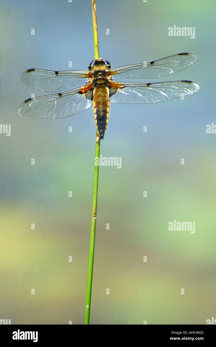 Four winged insect hi-res stock photography and images - Alamy