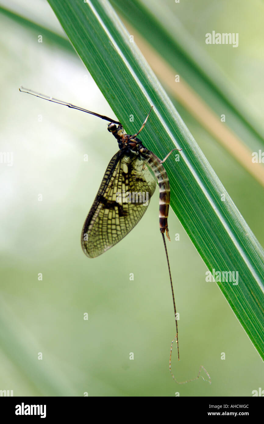 Upright portrait format image of Mayfly Ephemeroptera sitting of a ...