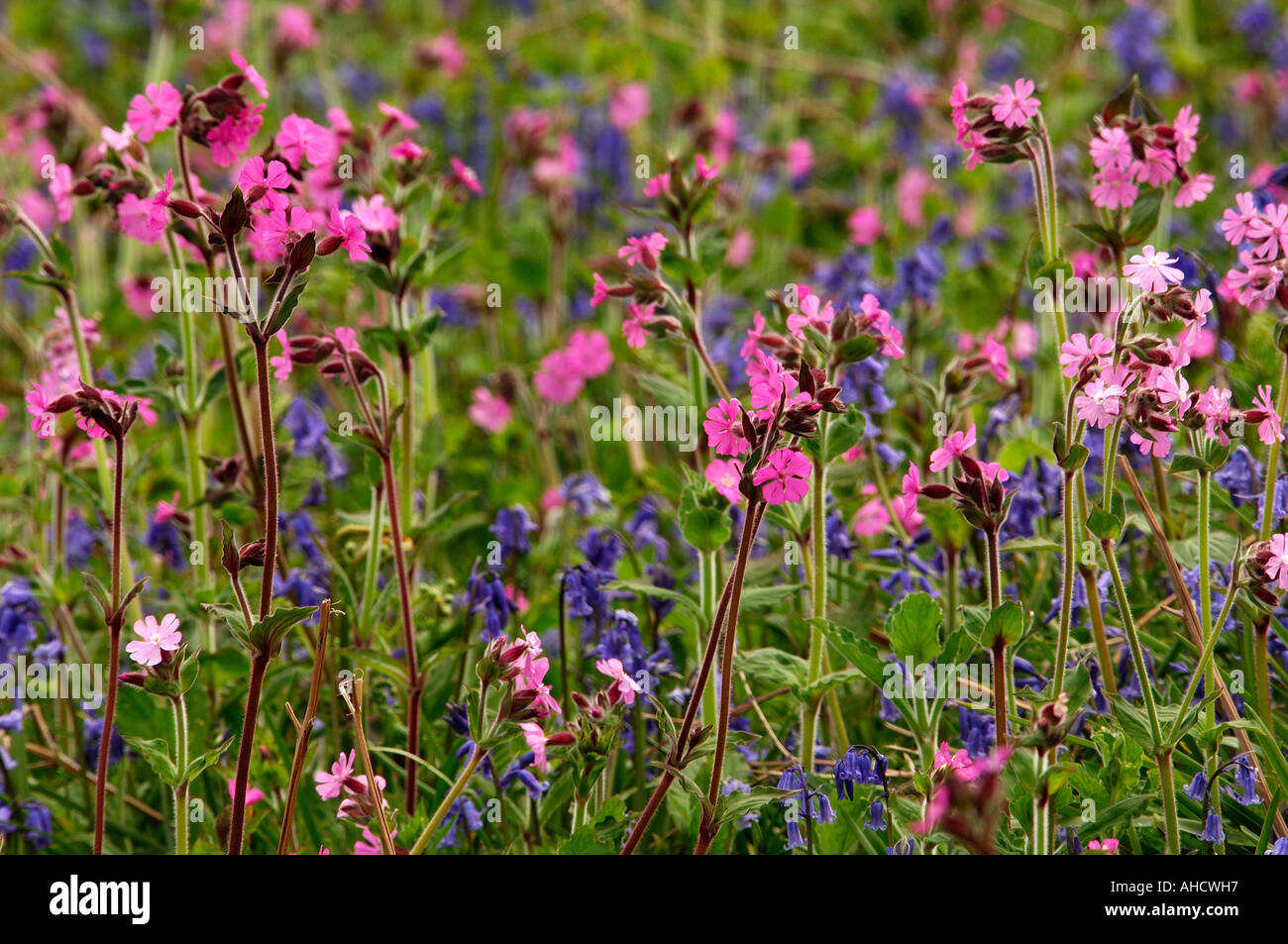 Vividly colourful wild meadow with a mixture of Pink Campion silene x ...
