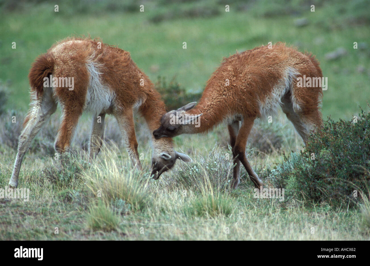 Guanacos fighting hi-res stock photography and images - Alamy