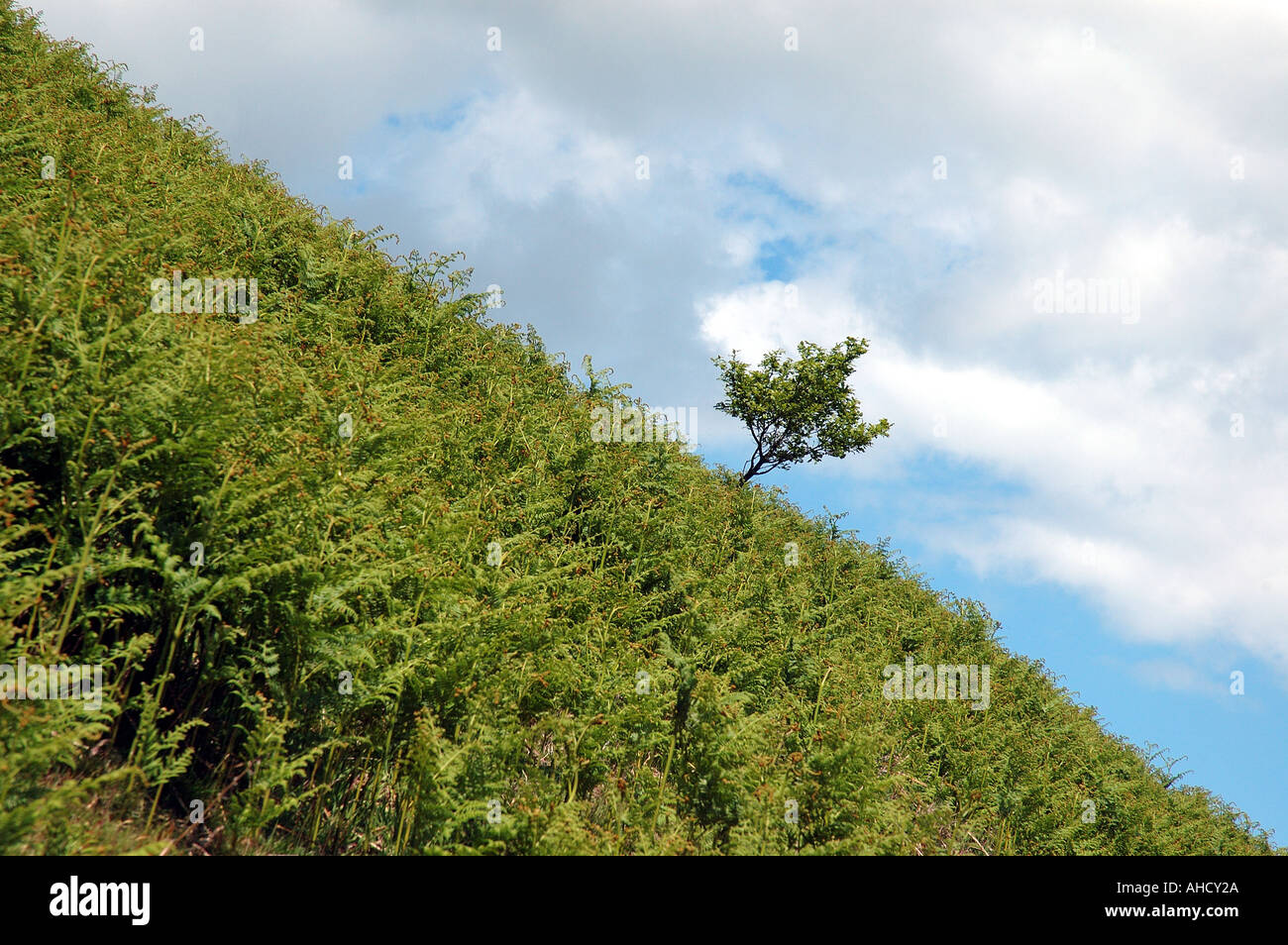 Little tree - out on a limb Stock Photo - Alamy