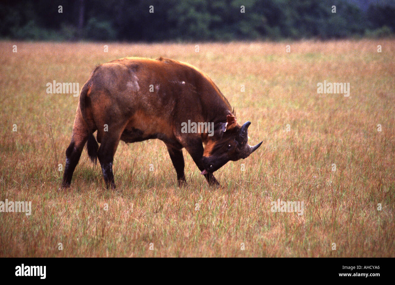 S c nanus hi-res stock photography and images - Alamy