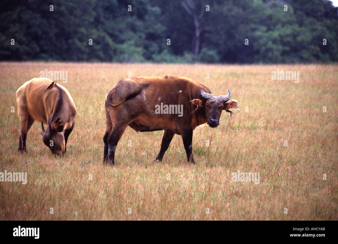 Forest Buffalo, Syncerus caffer nanus Stock Photo - Alamy